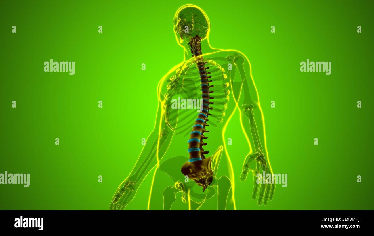 Human Skeleton Vertebral Column Vertebrae Anatomy 3D Illustration Stock ...