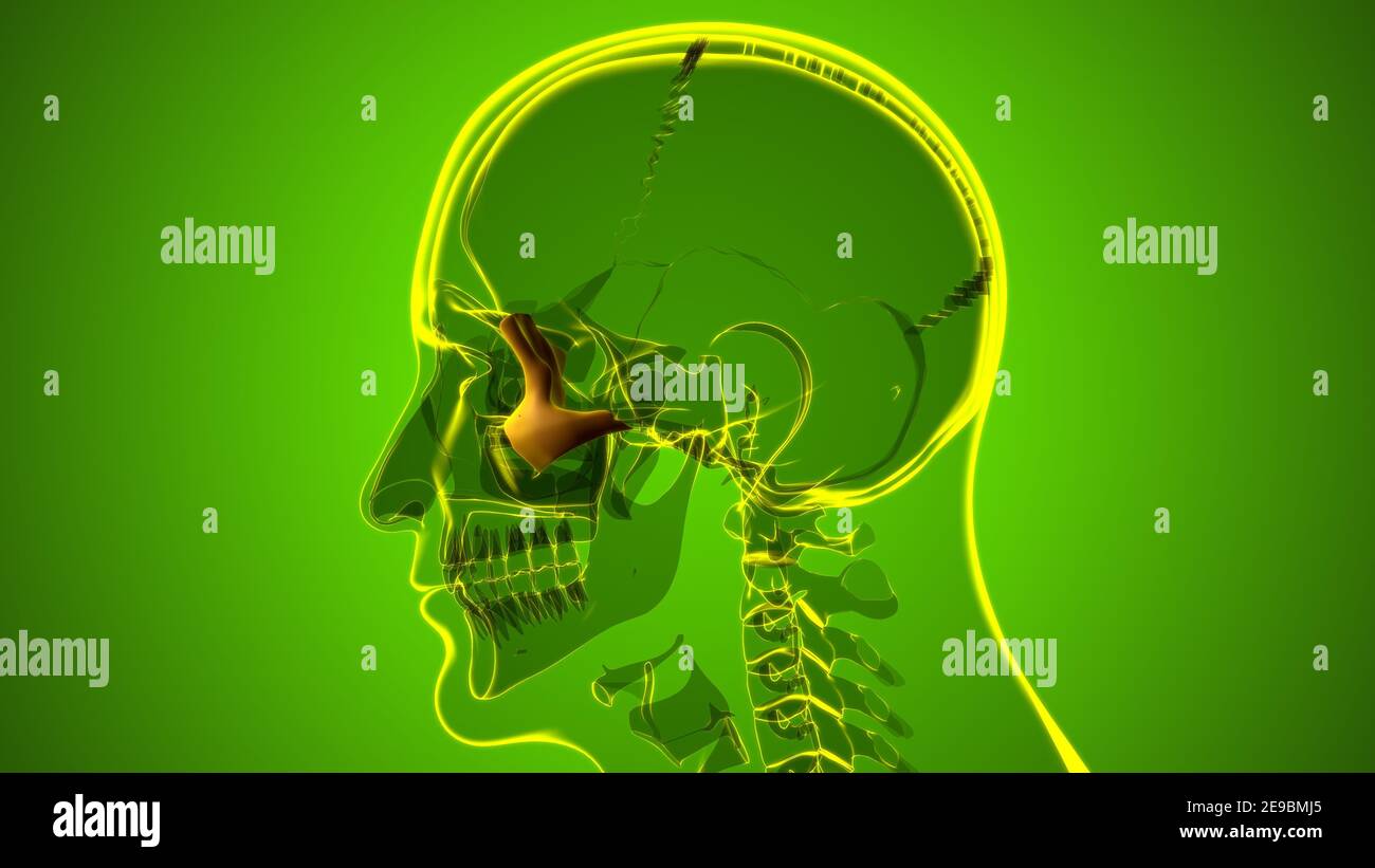 Human Skeleton Skull Zygomatic Bone Anatomy For Medical Concept 3D ...