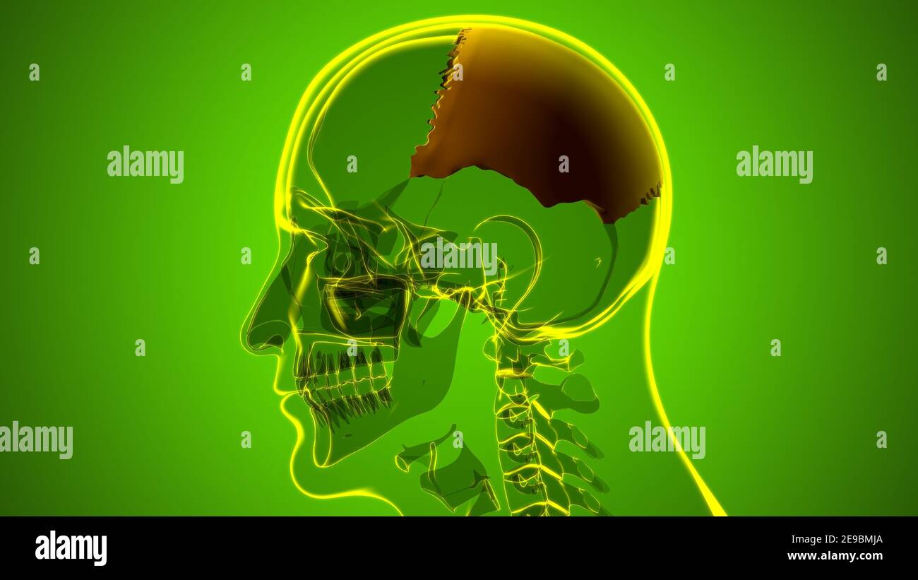Human Skeleton Skull Parietal Bone Anatomy For Medical Concept 3D ...