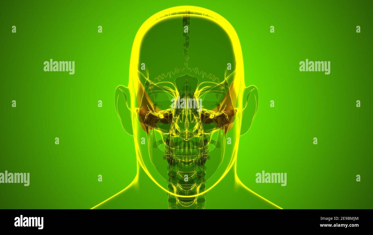 Human Skeleton Skull Temporal Bone Anatomy For Medical Concept 3D ...