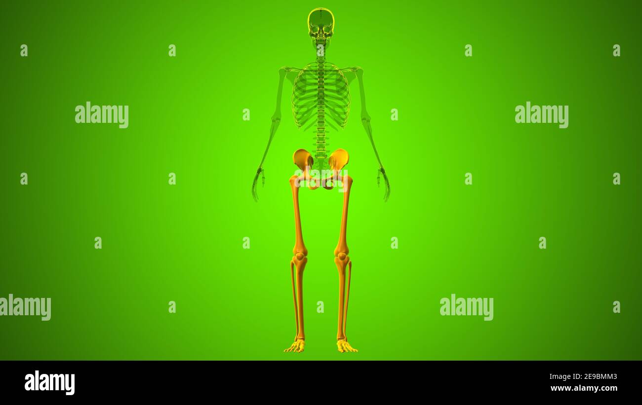 Human Skeleton Lower Limbs Anatomy 3D Illustration Stock Photo - Alamy