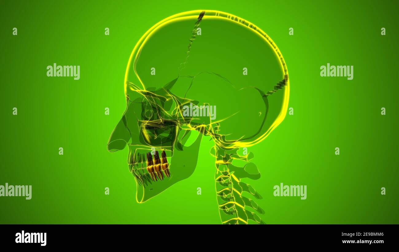 Human Teeth Molars Anatomy 3D Illustration For Medical Concept Stock ...