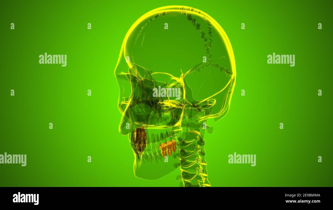 Human Teeth Molars Anatomy 3D Illustration For Medical Concept Stock ...