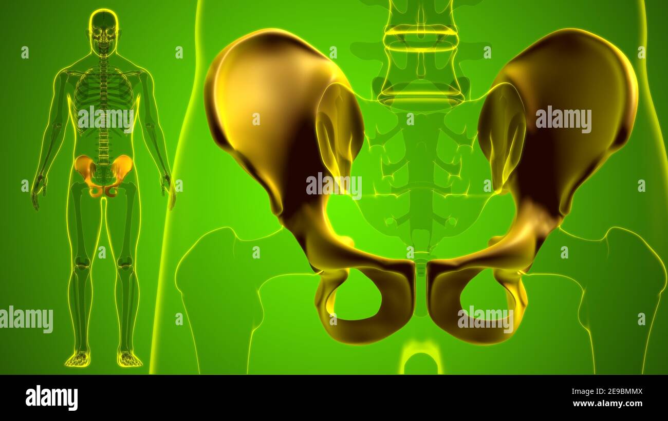 Human Skeleton Hip or Pelvic bone Anatomy For Medical Concept 3D ...