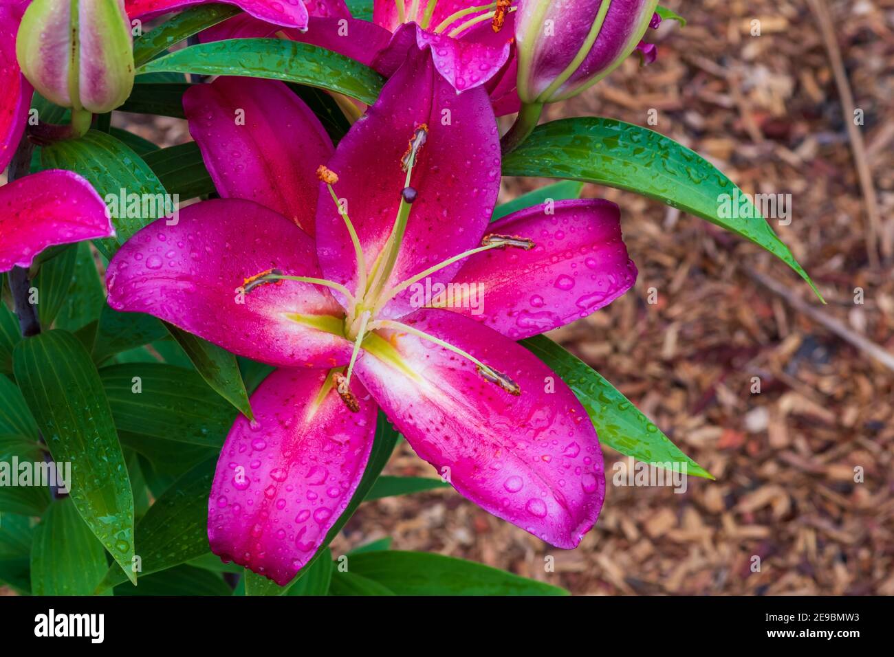 Rain lillies hi-res stock photography and images - Alamy