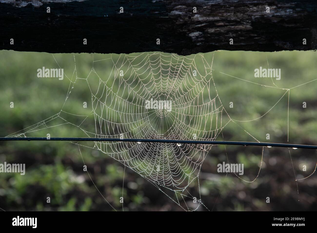Early morning dew on the spider web attached to a wooden fence at ...