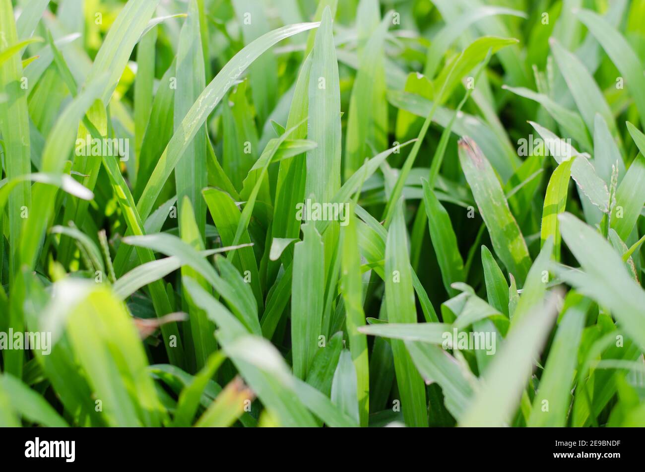 Grass in Soft Focus for the Natural Background Stock Photo - Alamy