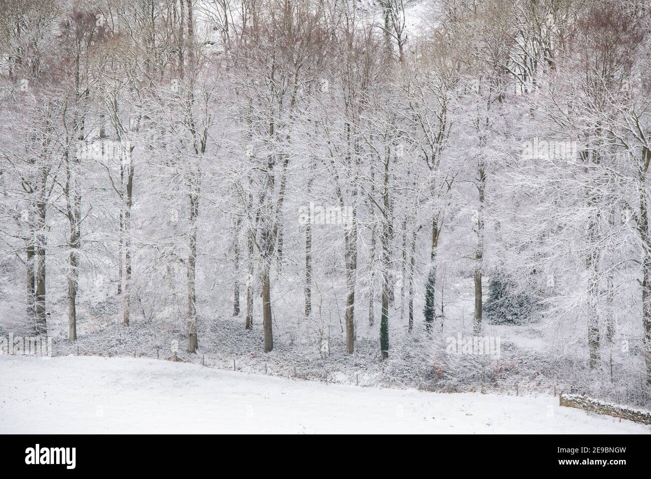 Snow covered trees and field in january in the cotswold countryside ...