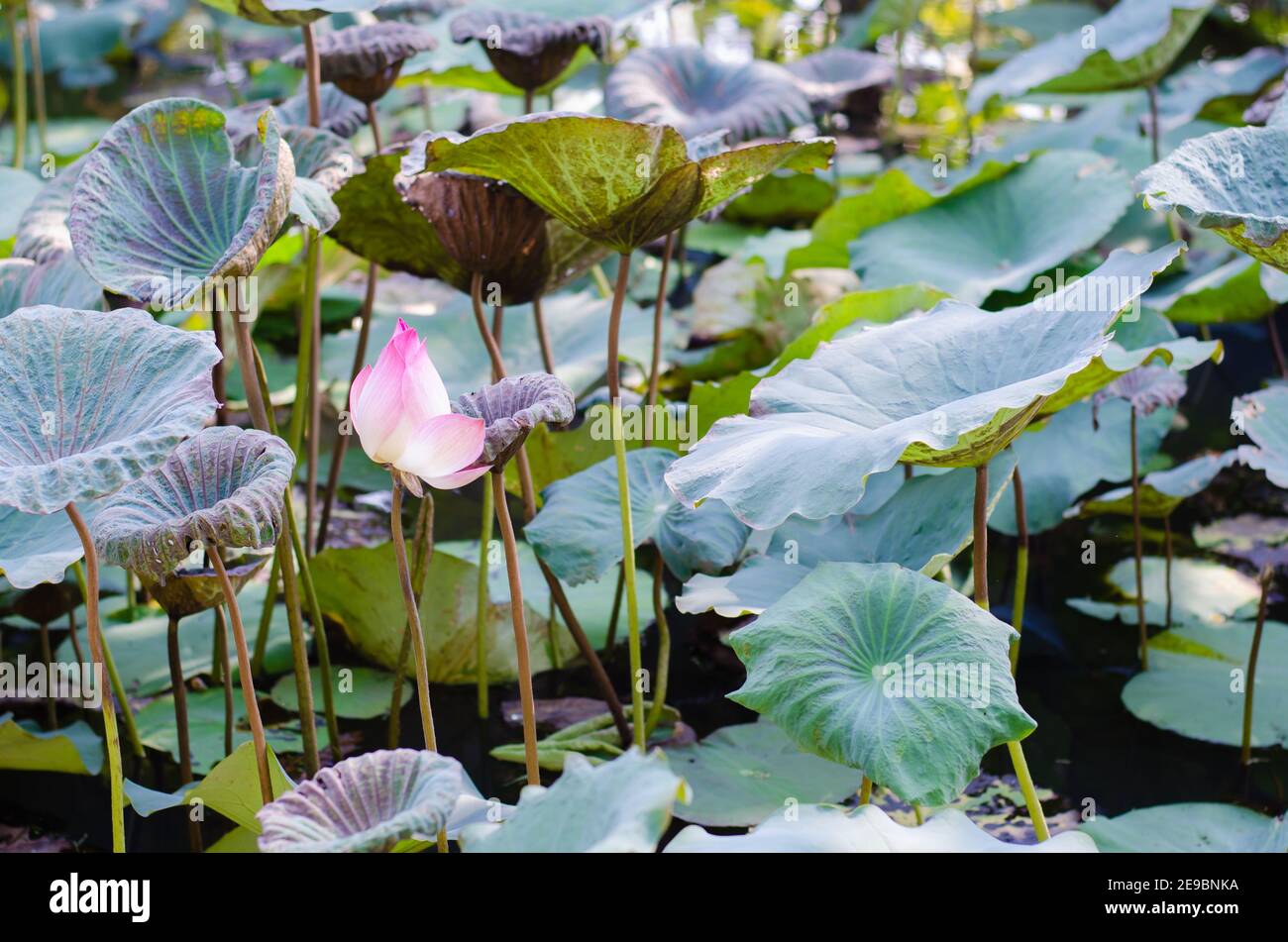 Lotus Among Leaves in Natural Pond Stock Photo - Alamy