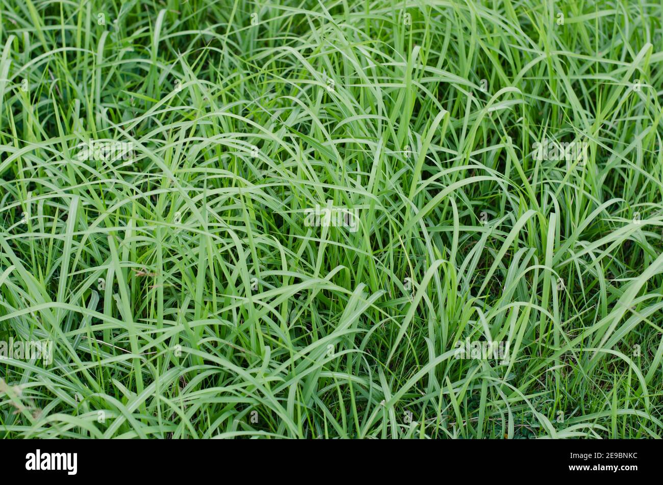 Grass in Soft Focus for the Natural Background Stock Photo - Alamy