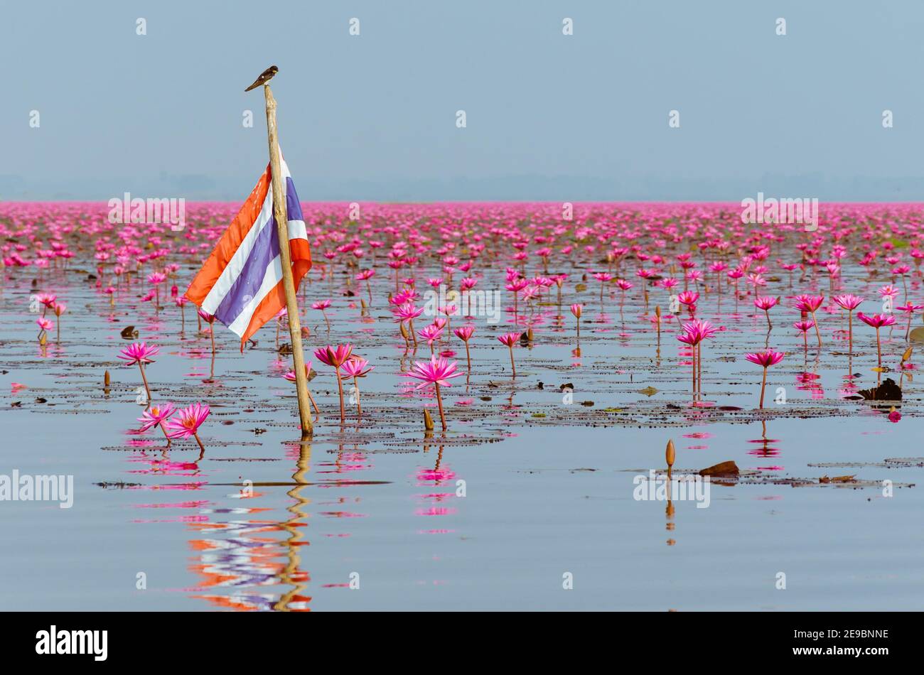 Scenery of the Red Lotus Sea Stock Photo - Alamy