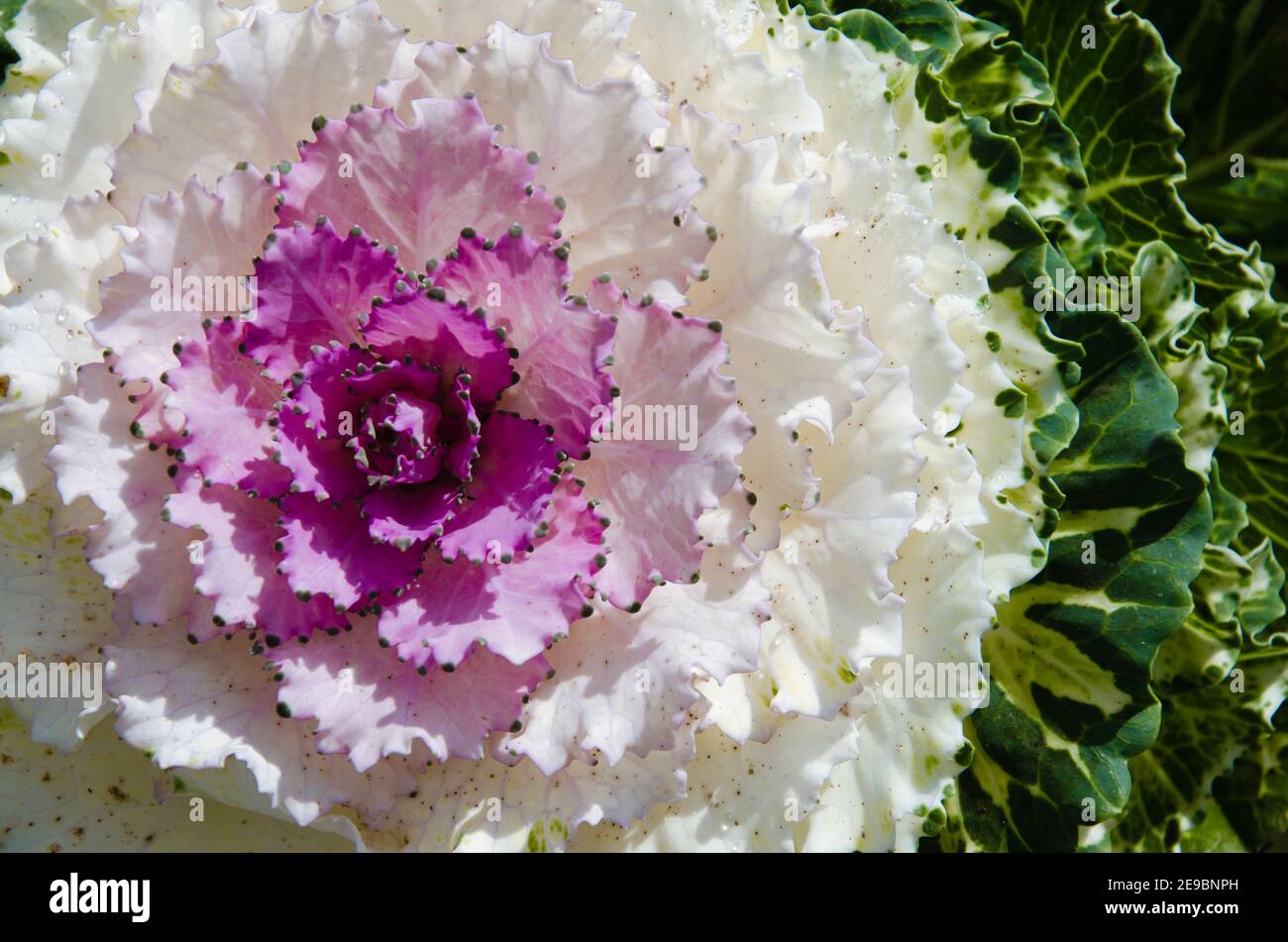 The Color Cabbage is Ornamental for Botanical Garden Stock Photo - Alamy