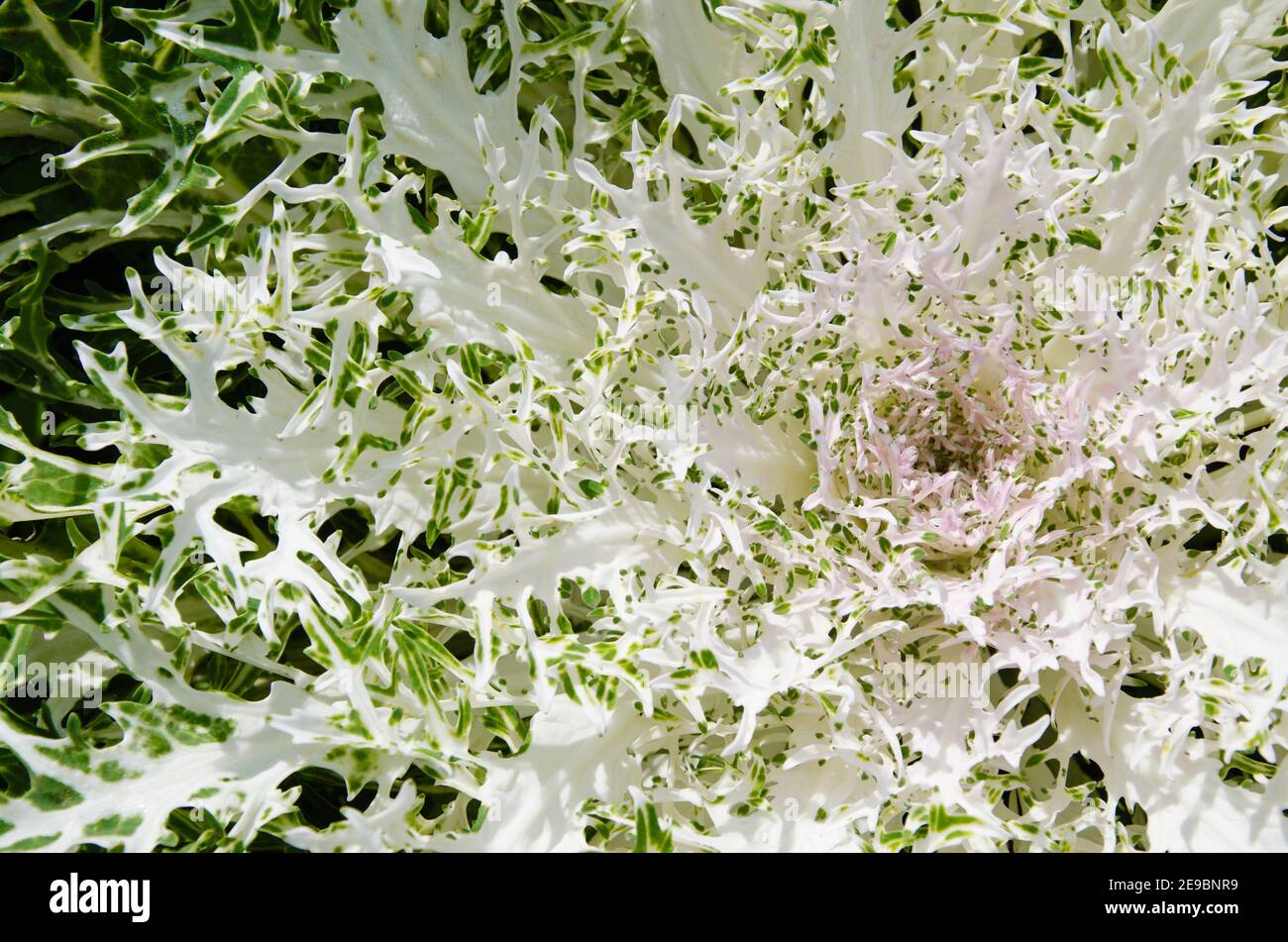 The Color Cabbage is Ornamental for Botanical Garden Stock Photo - Alamy