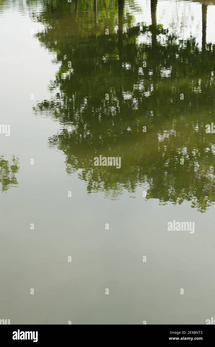 Shadow of Tree Reflect In Water of Pond for Natural Background Stock ...