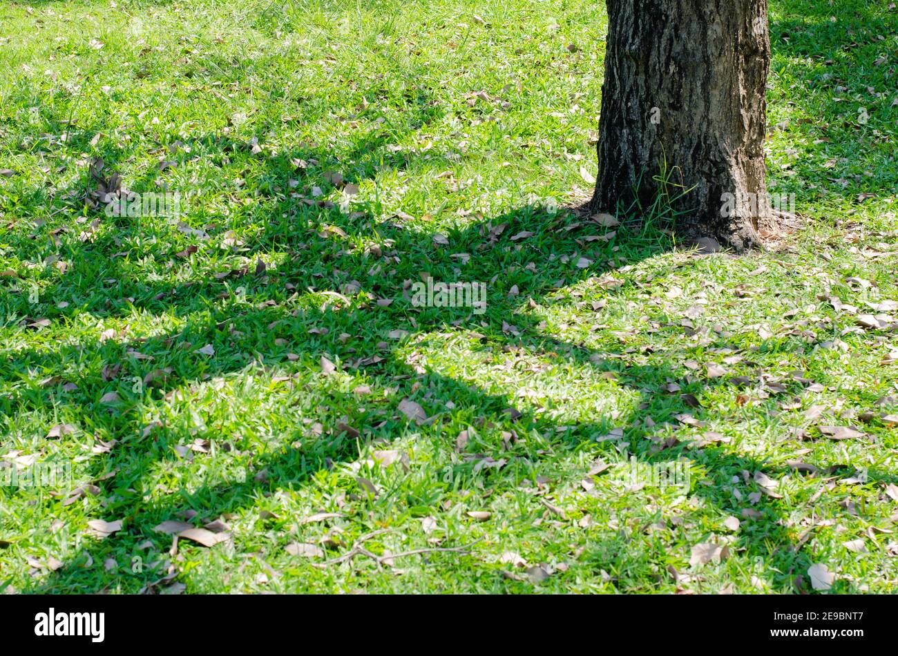 Tree Shadow on Green Lawn Stock Photo - Alamy