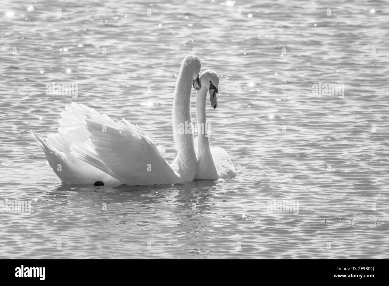 Two mating swans Black and White Stock Photos & Images - Alamy
