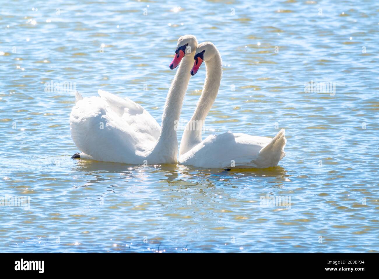 Mating games of a pair of white swans. Swans swimming on the water in ...
