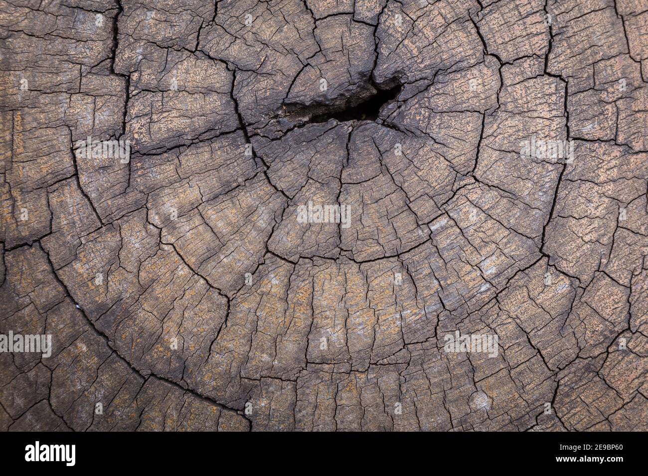 Old Wood texture of cut tree trunk Stock Photo - Alamy