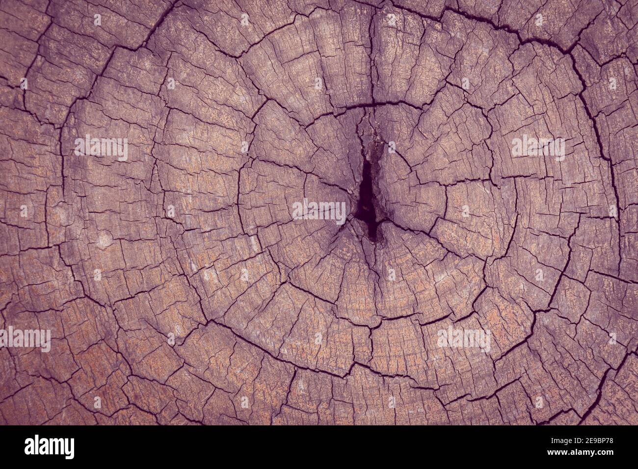 Old Wood texture of cut tree trunk Stock Photo - Alamy