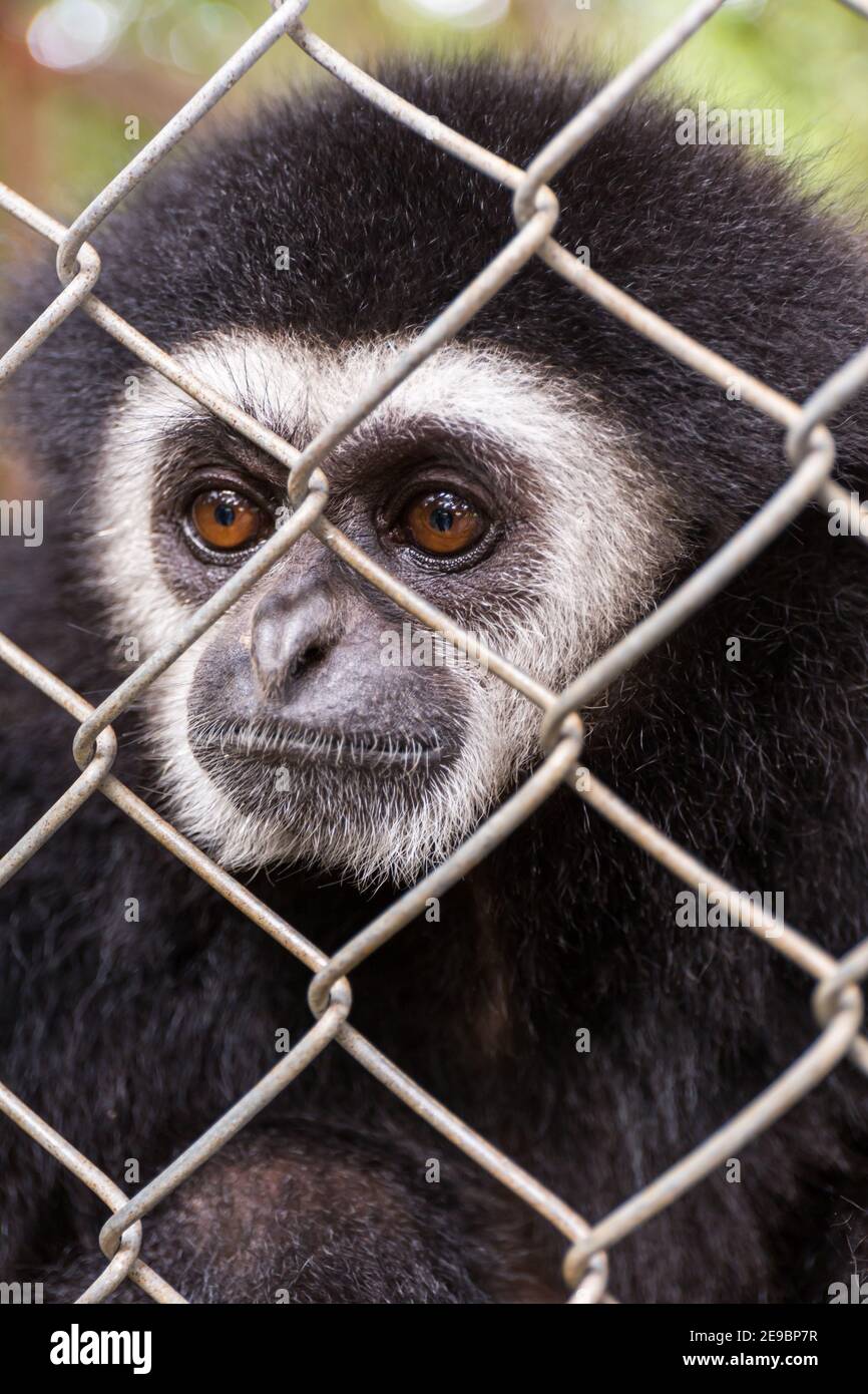 Monkey behind net hi-res stock photography and images - Alamy