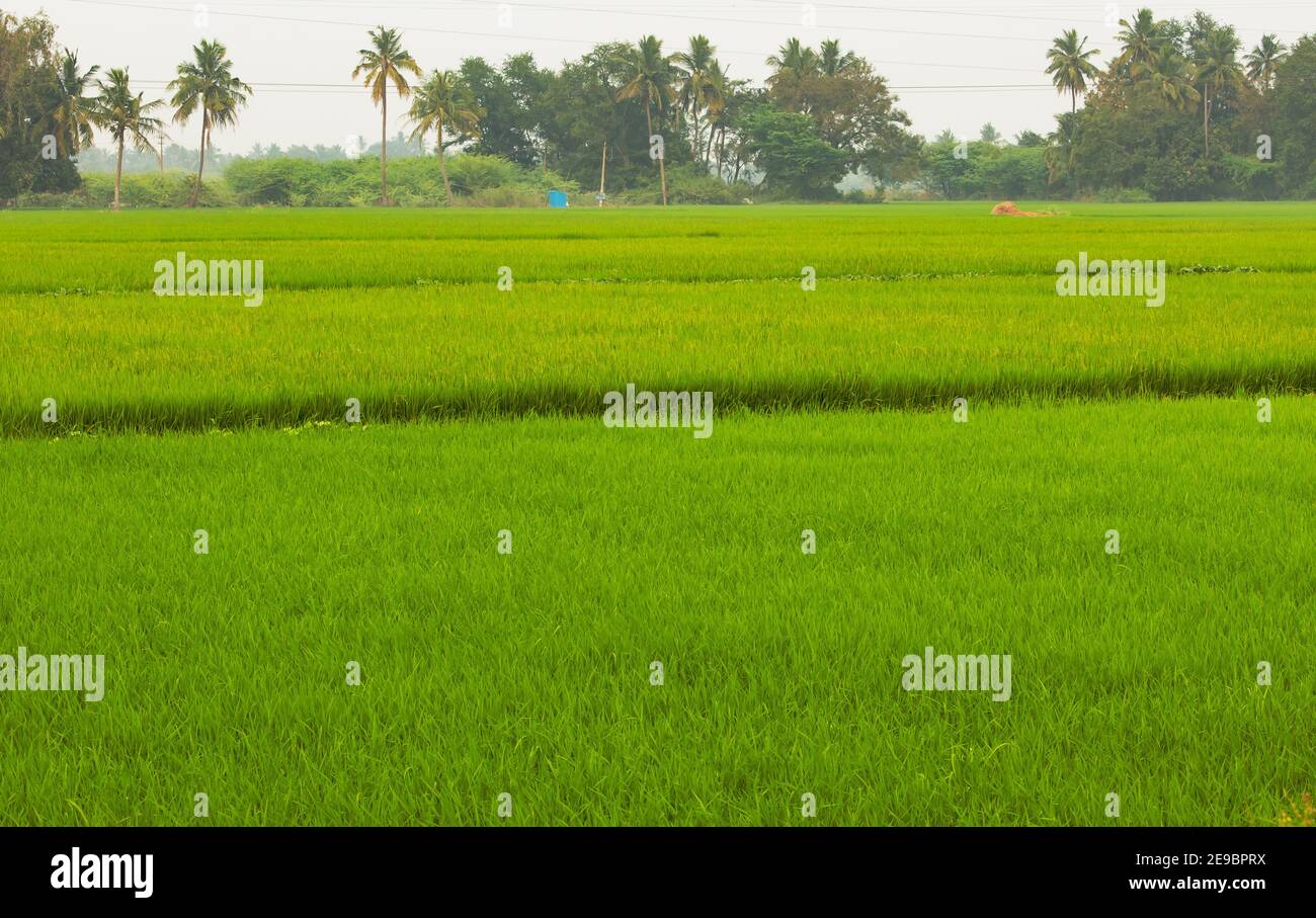 Rice fields of tamil nadu hi-res stock photography and images - Alamy