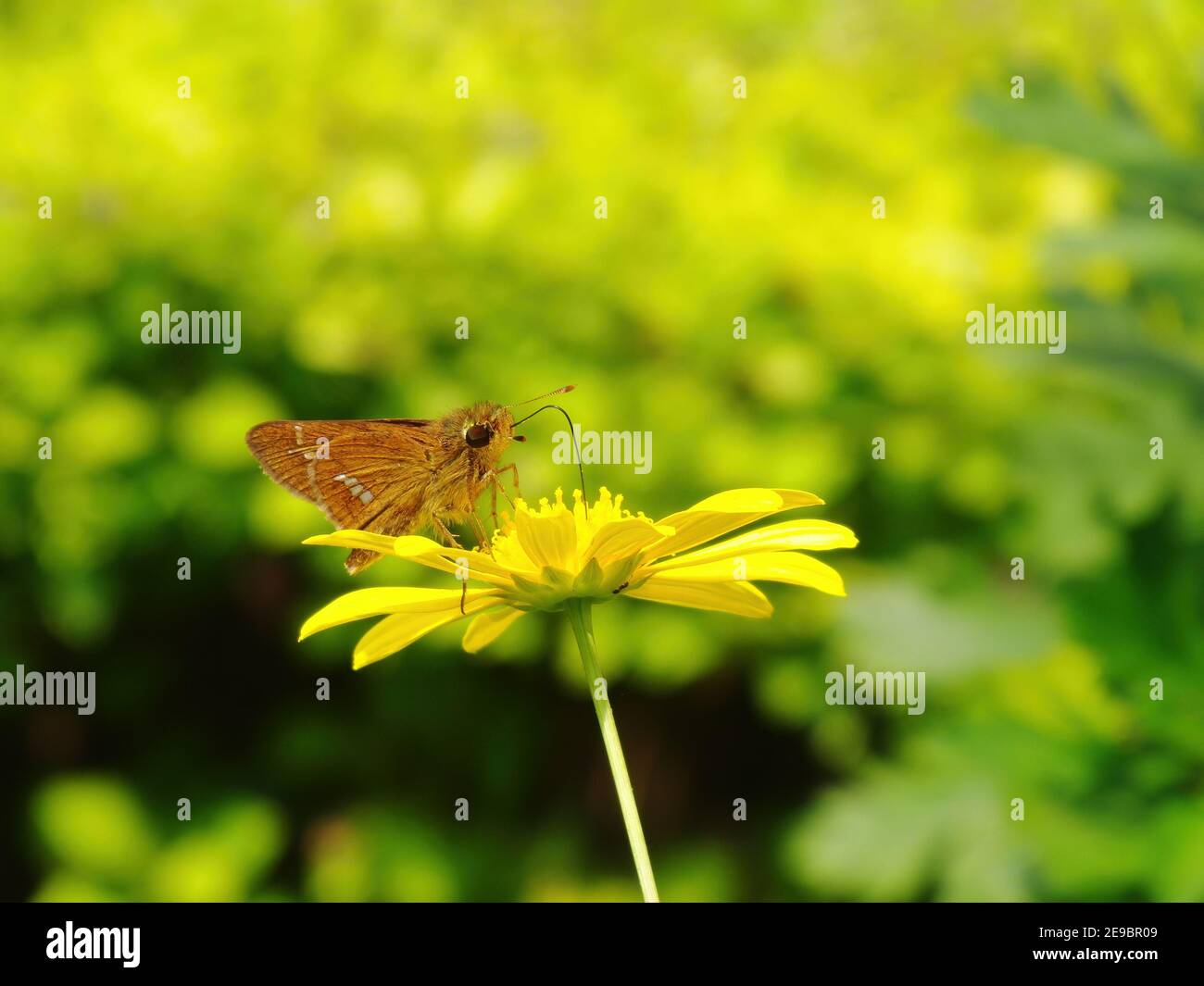 Swift butterfly hi-res stock photography and images - Alamy