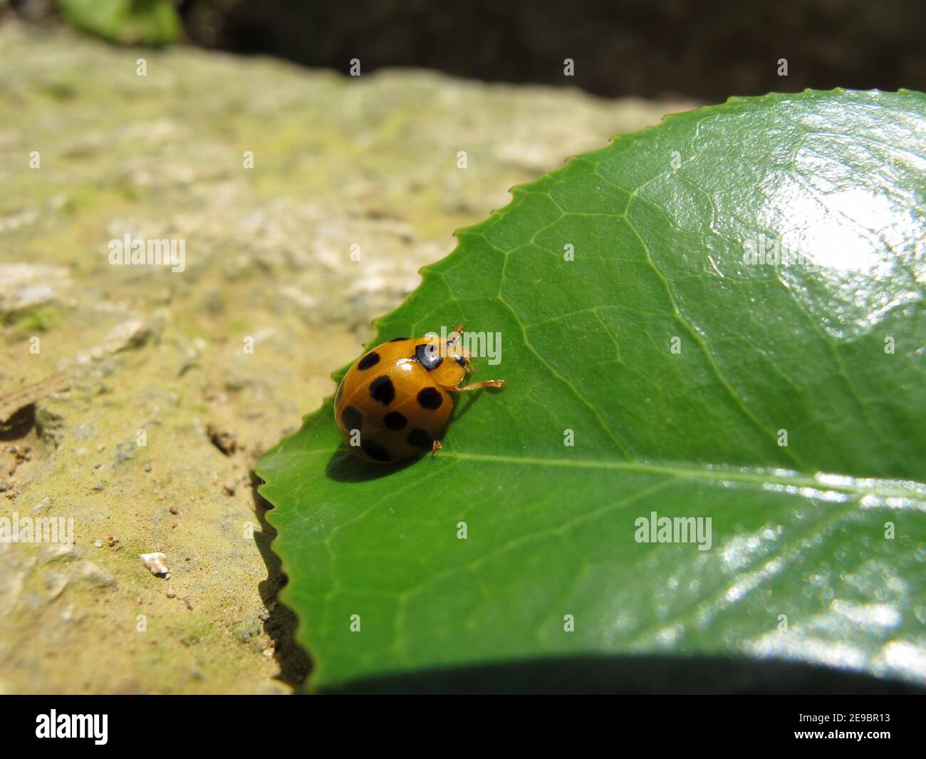 Epilachna hi-res stock photography and images - Alamy