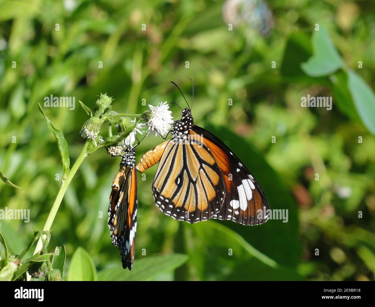 Close up shot of Plain tiger butterfly prepare to mate at Taipei ...
