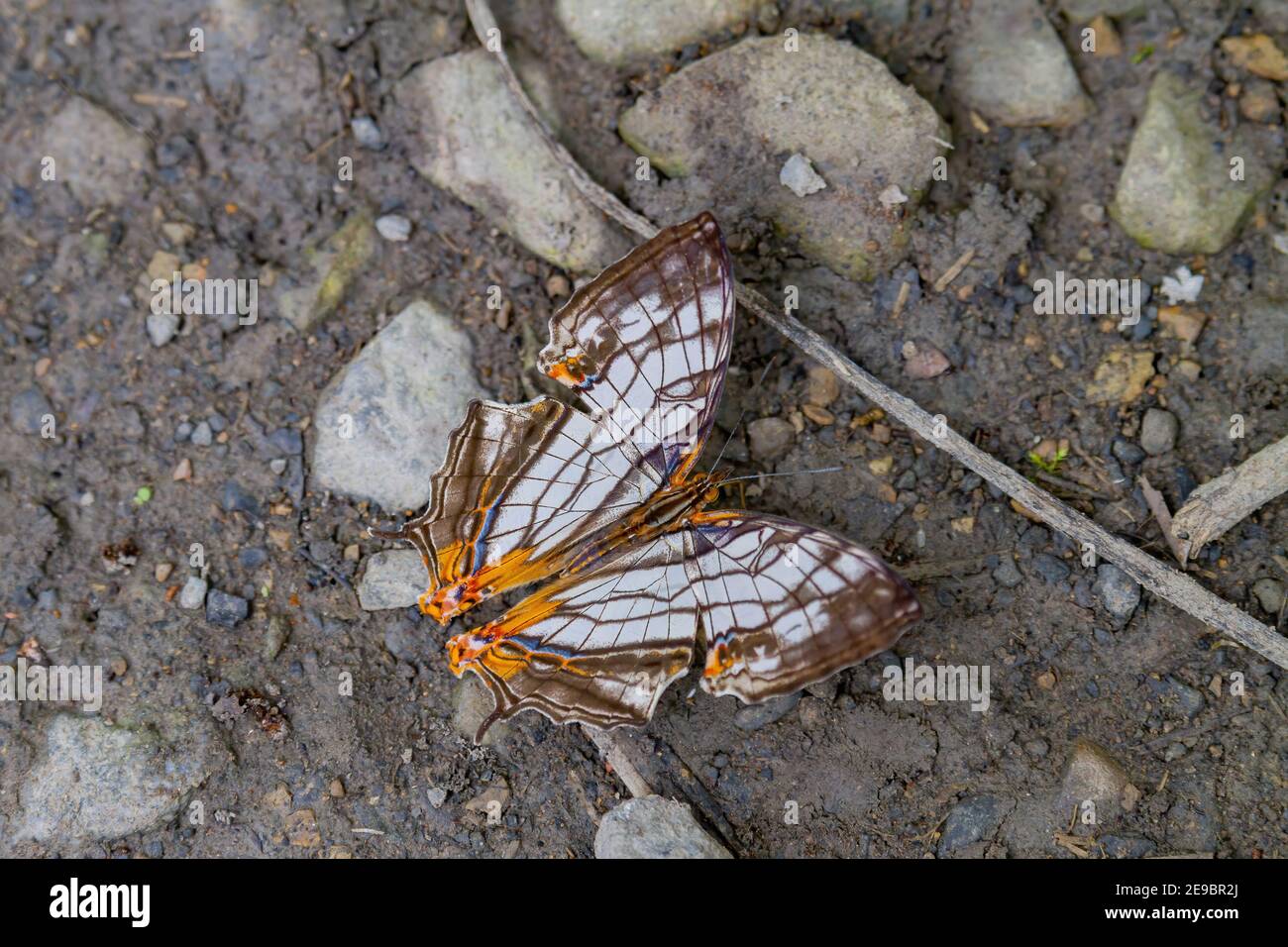Close up shot of Common mapwing butterfly at Taipei, Taiwan Stock Photo ...
