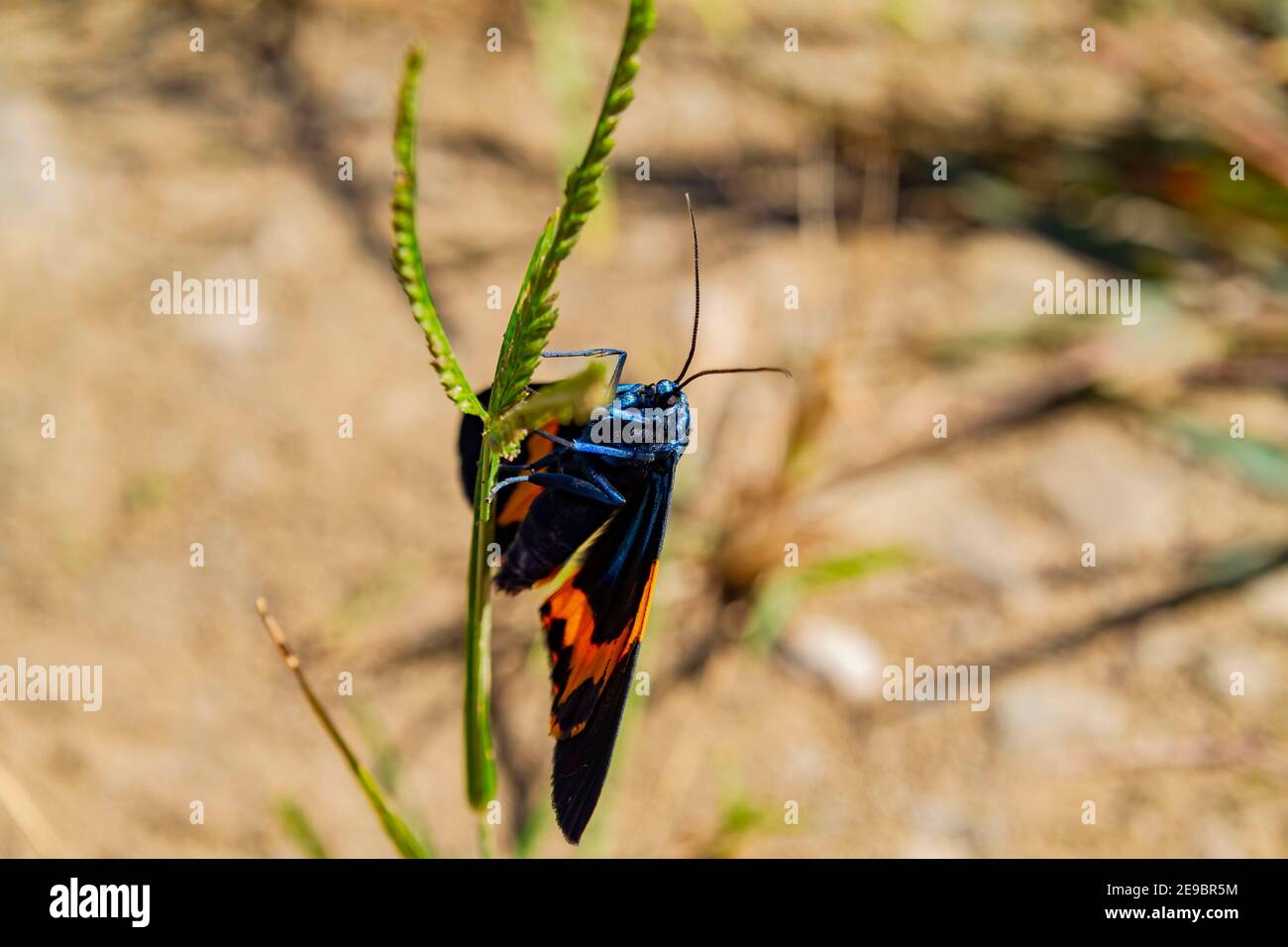 Close up shot of Milionia moth at Taipei, Taiwan Stock Photo - Alamy