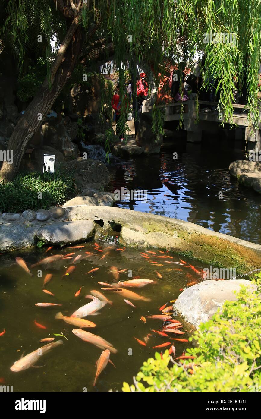 Taiwan koi hi-res stock photography and images - Alamy