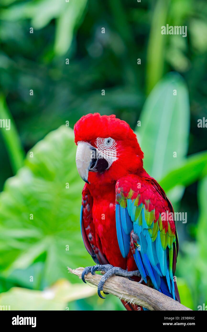 True parrot hi-res stock photography and images - Alamy