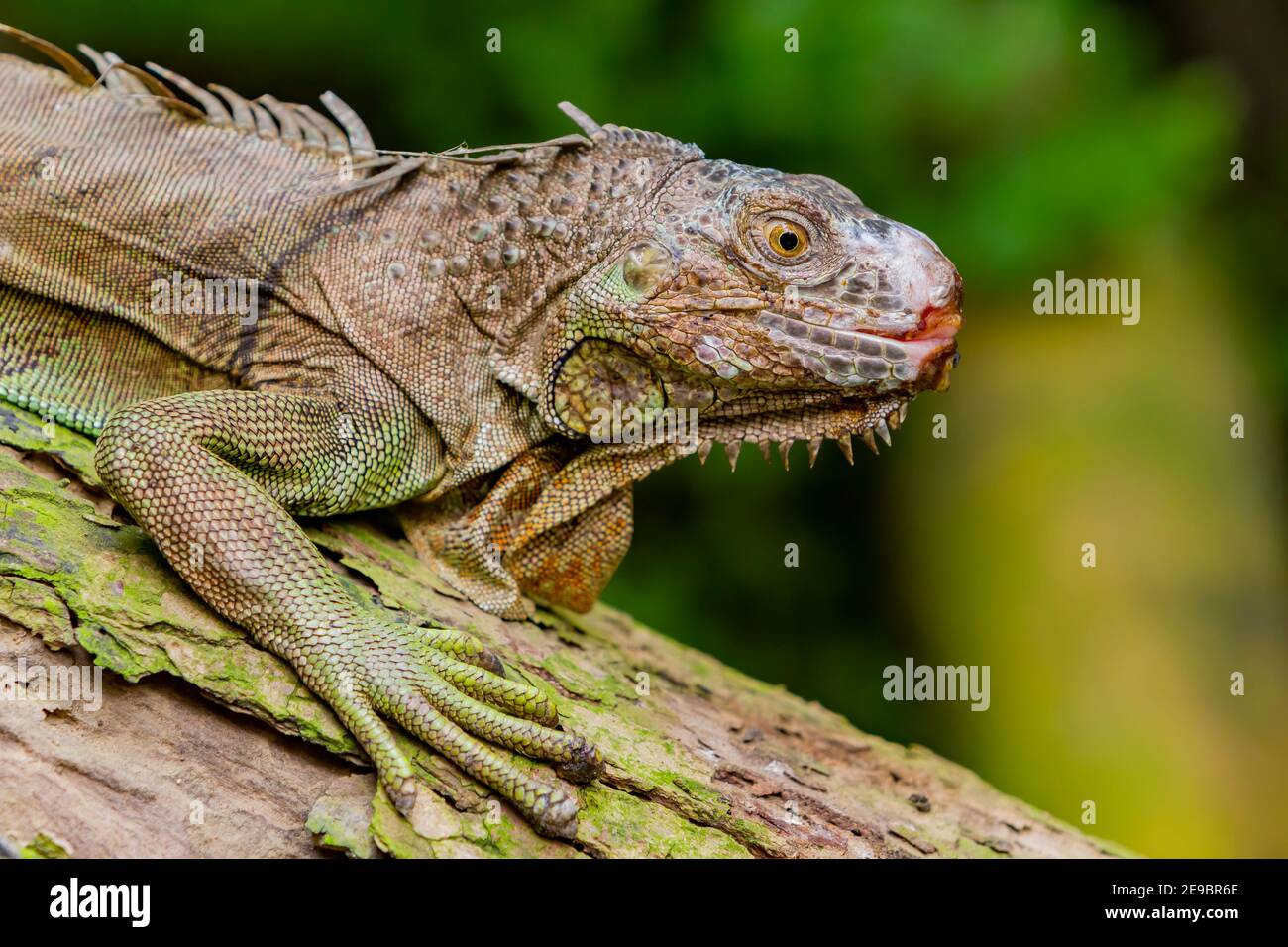 Close up shot of Lesser Antillean iguana at Taipei, Taiwan Stock Photo ...