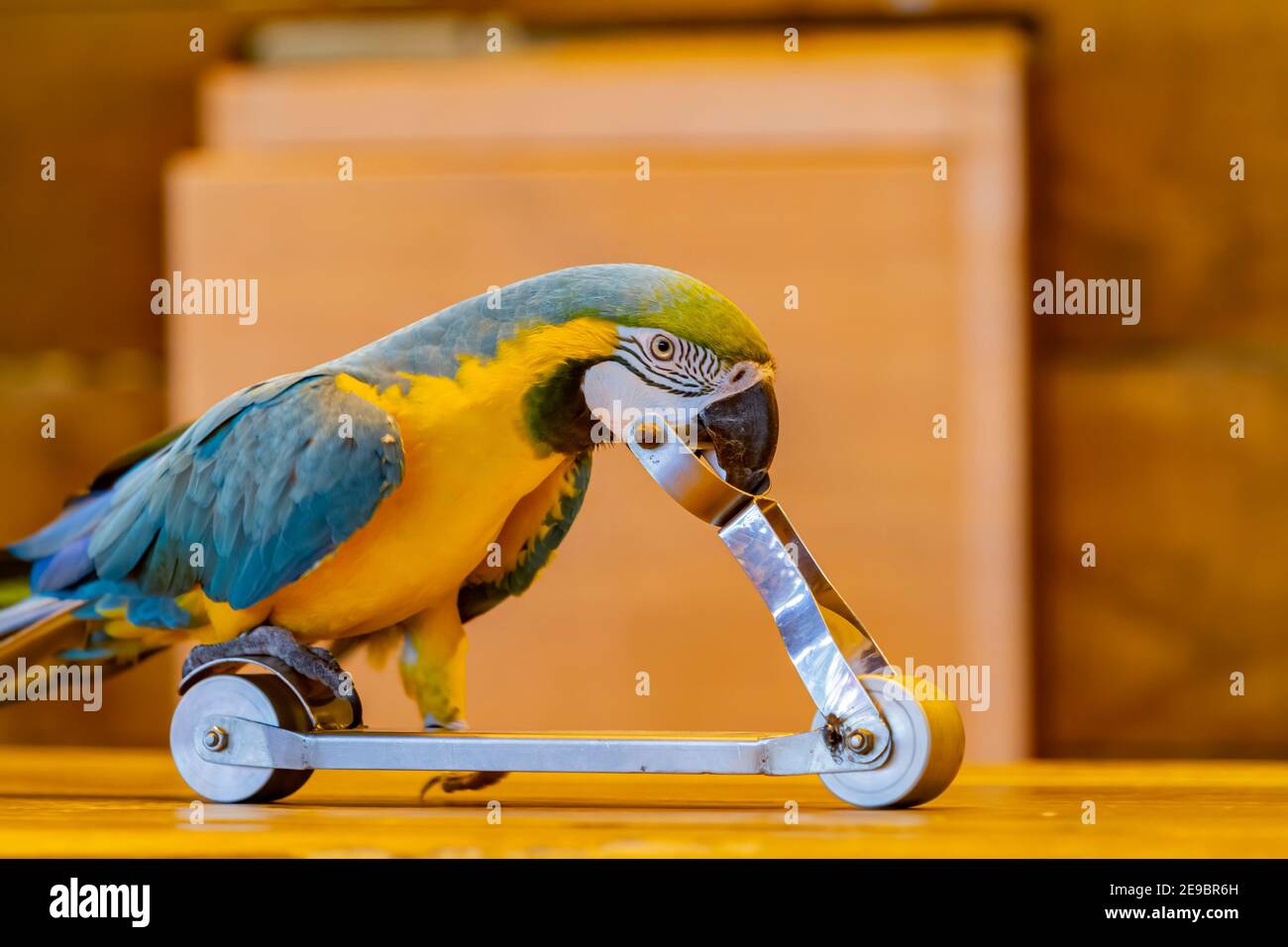True parrot hi-res stock photography and images - Alamy