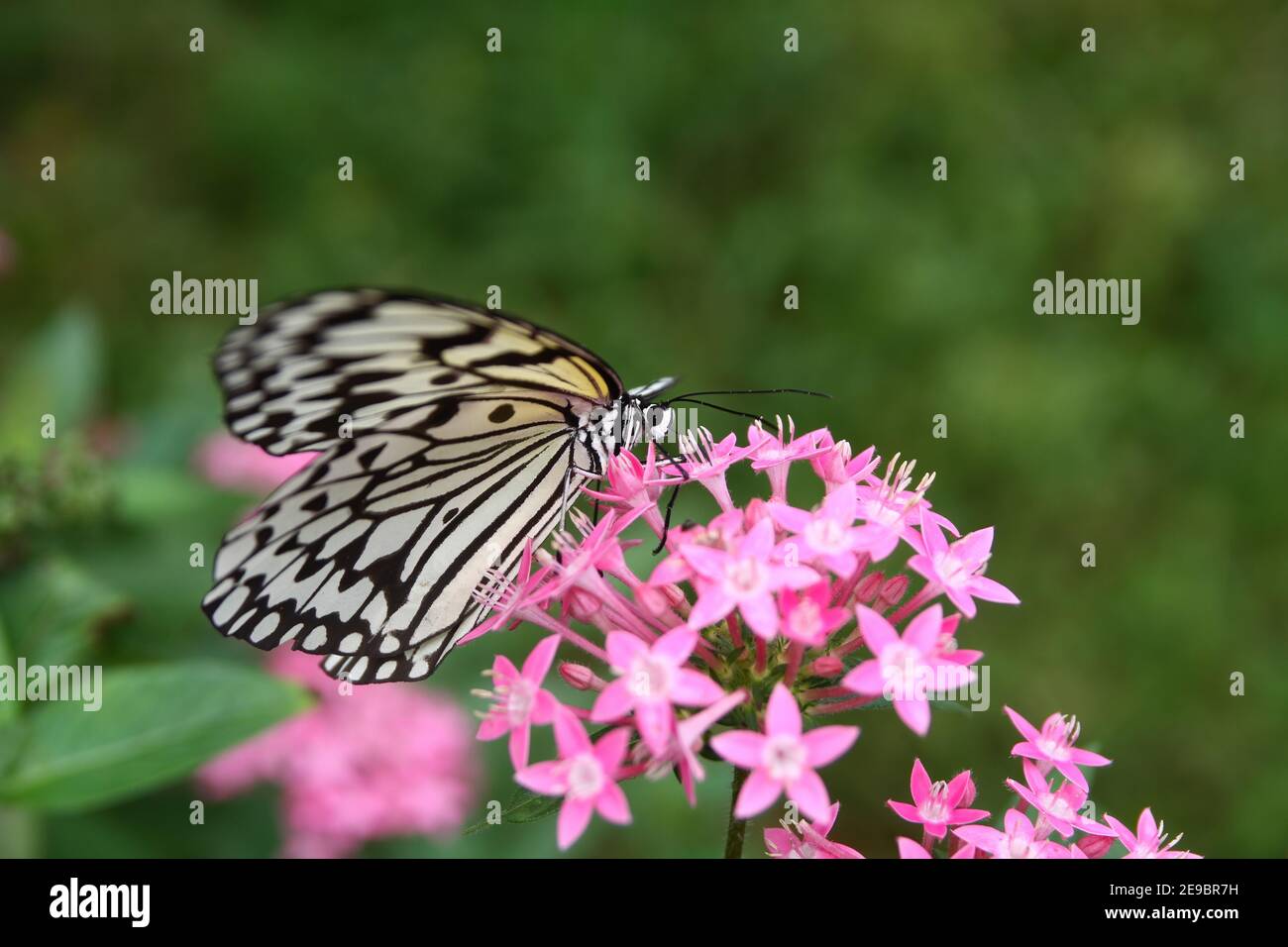 Close up shot of a Large tree nymph at Taipei, Taiwan Stock Photo - Alamy