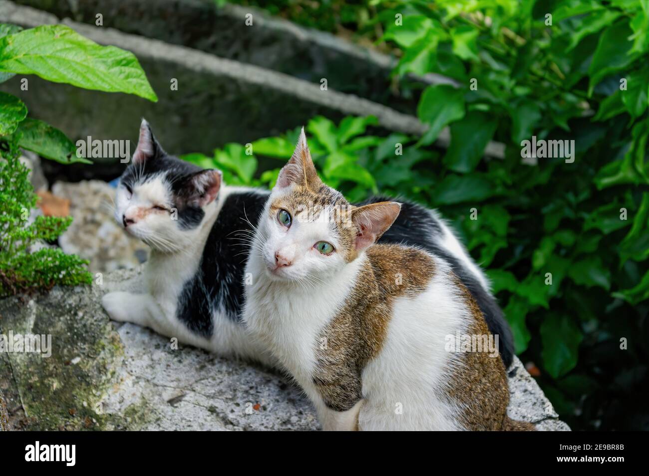 Close up shot of a cute cat at Taipei, Taiwan Stock Photo - Alamy