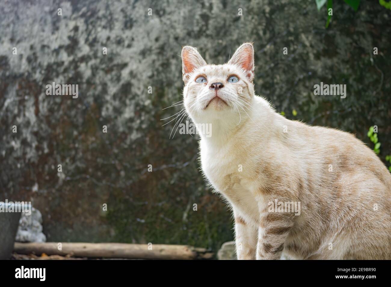 Close up shot of a cute cat at Taipei, Taiwan Stock Photo - Alamy