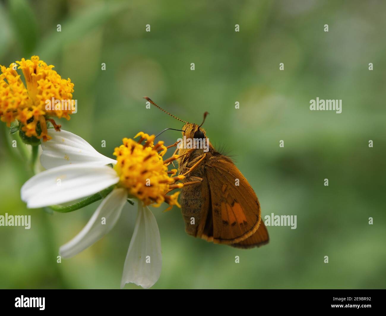 Swift butterfly hi-res stock photography and images - Alamy