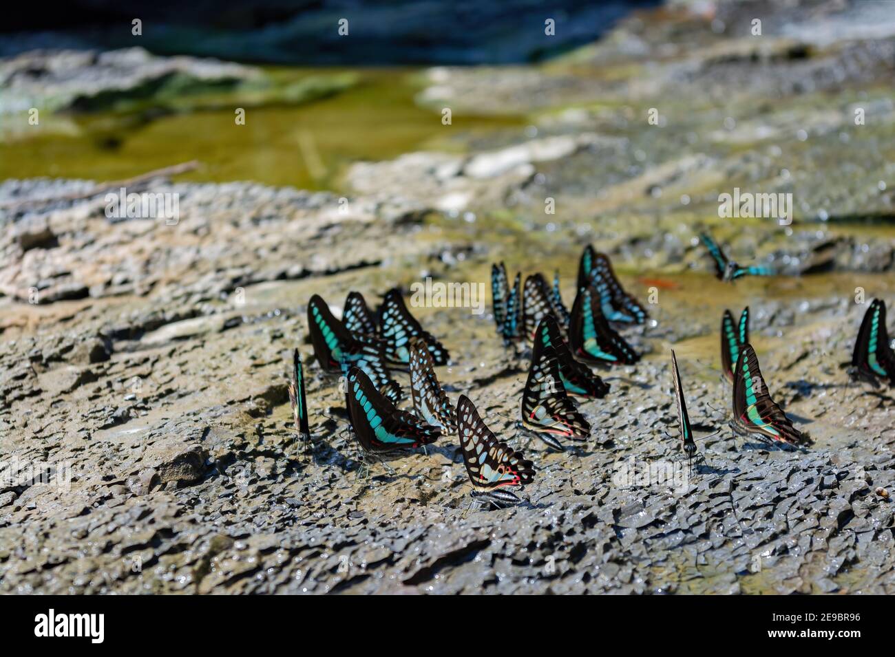 Close up shot of many Common jay drinking water at Taipei, Taiwan Stock ...