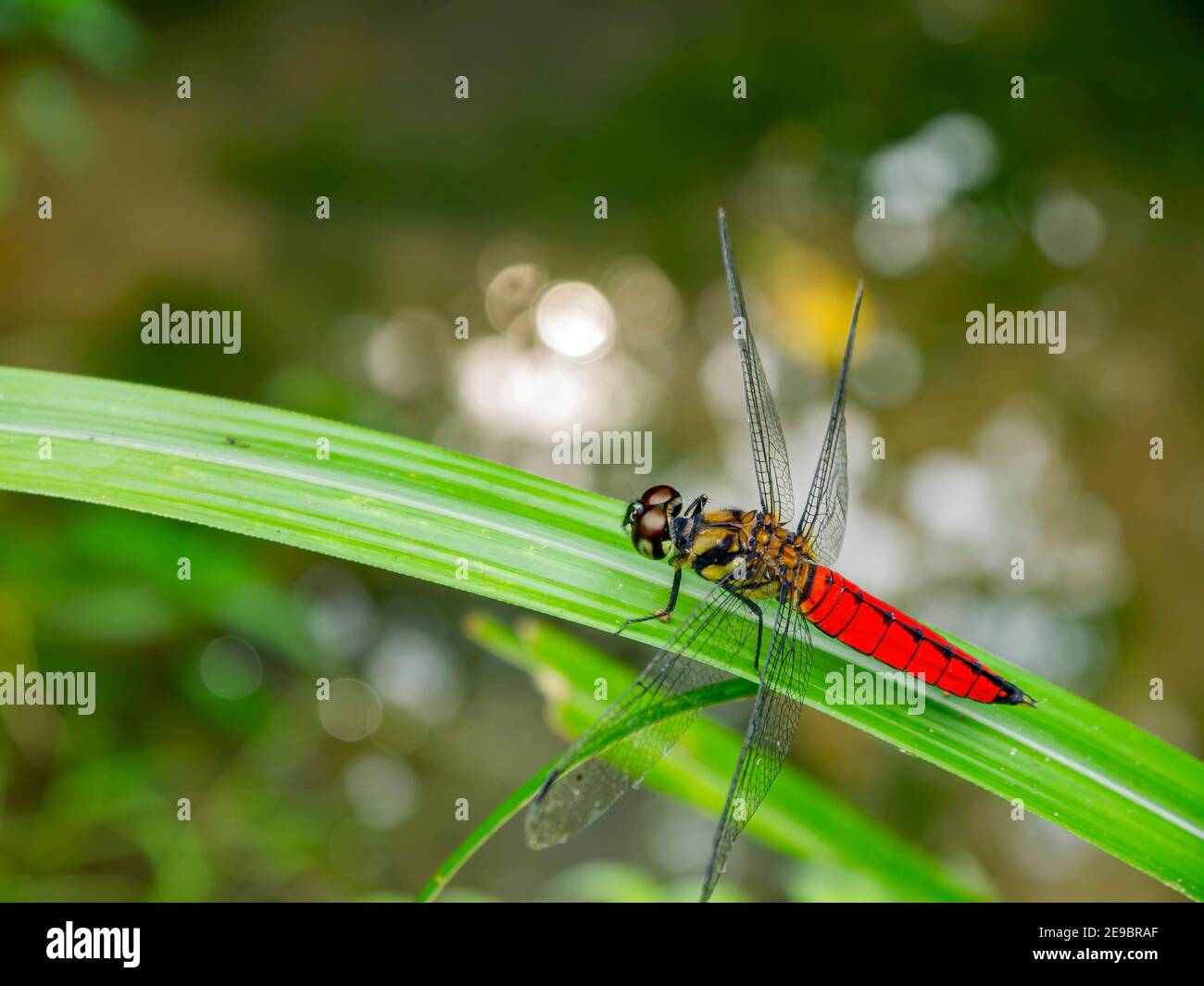 Dragonflies Of Asia High Resolution Stock Photography and Images - Alamy