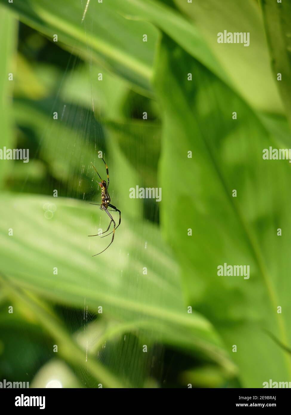 Close up shot of Trichonephila clavata spider at Taipei, Taiwan Stock ...