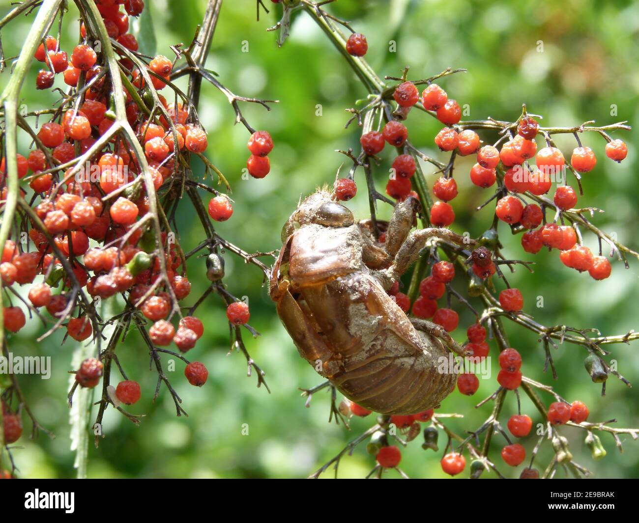 Close up shot of a shell of Cicadas at Taipei, Taiwan Stock Photo - Alamy