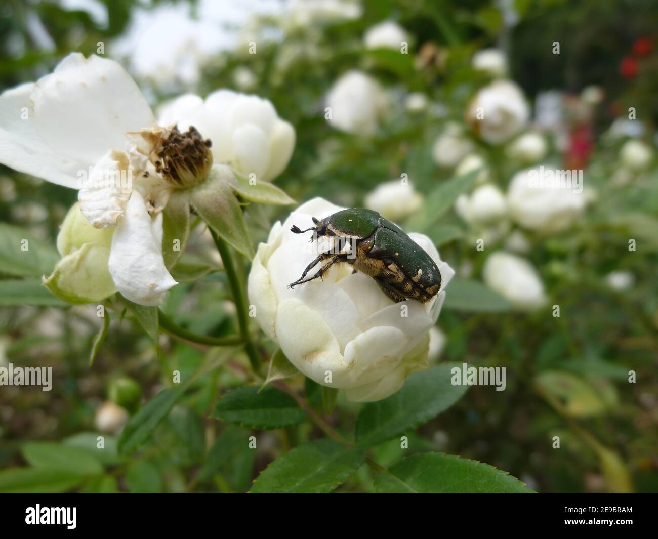 Close up shot of a Flower chafer at Taipei, Taiwan Stock Photo - Alamy
