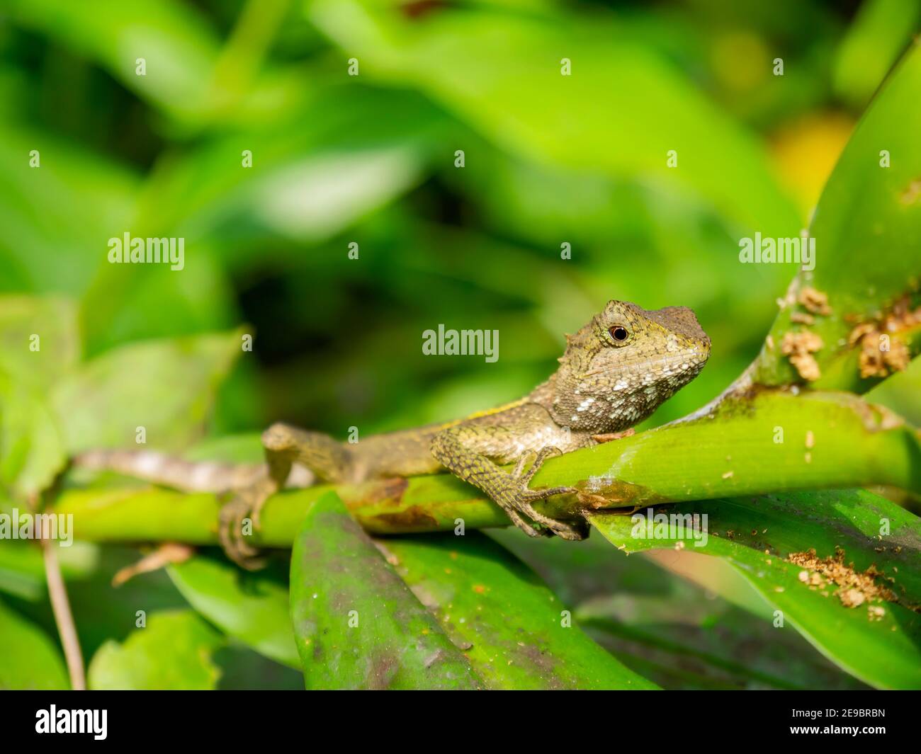 Close up shot of Lizard at Taipei, Taiwan Stock Photo - Alamy