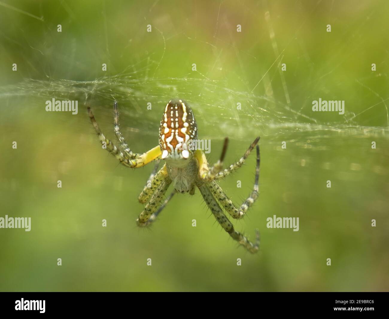 Garden spiders of asia hi-res stock photography and images - Alamy