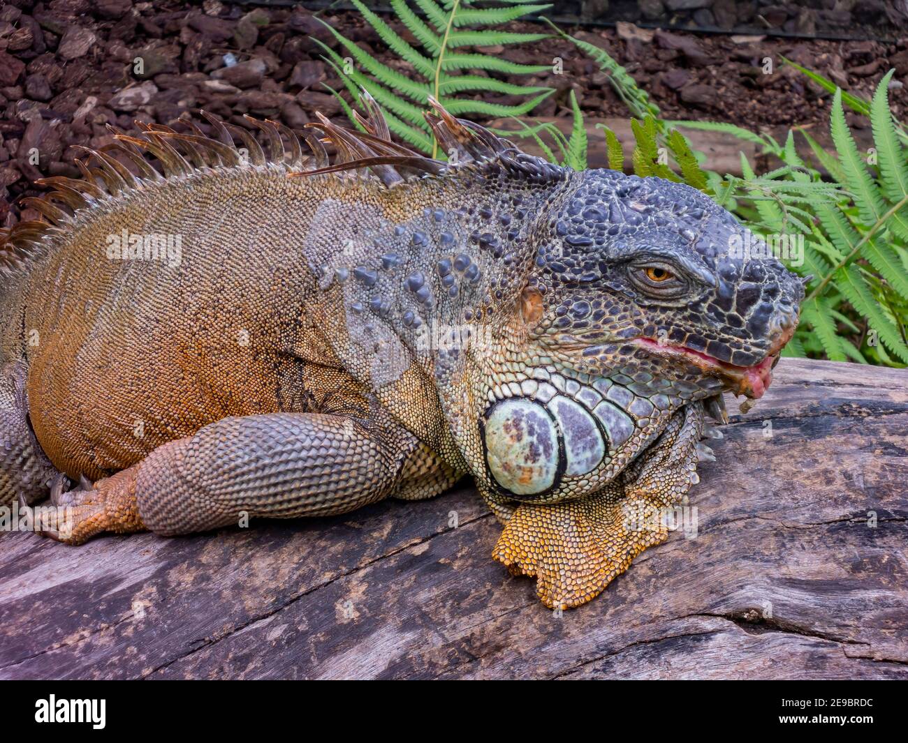 Lesser antillean iguana hi-res stock photography and images - Alamy