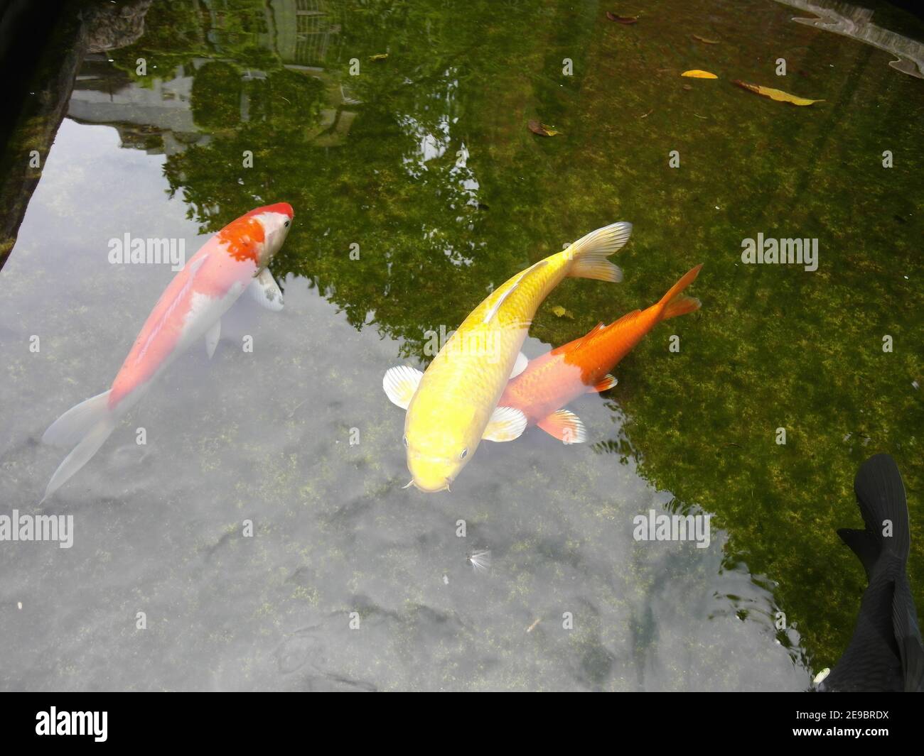Taiwan koi hi-res stock photography and images - Alamy