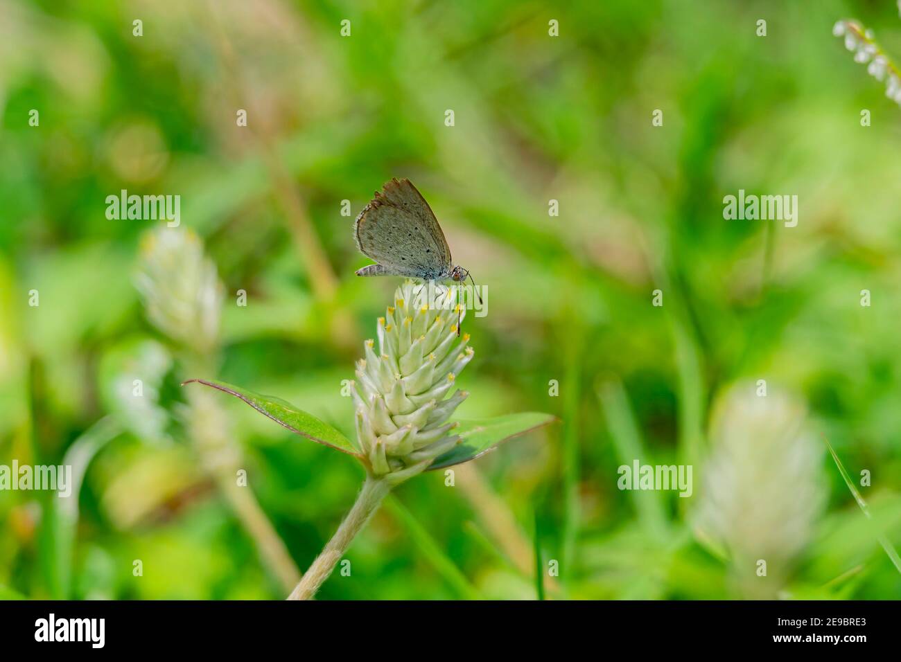 Close up shot of Tiny grass blue butterfly at Taipei, Taiwan Stock ...