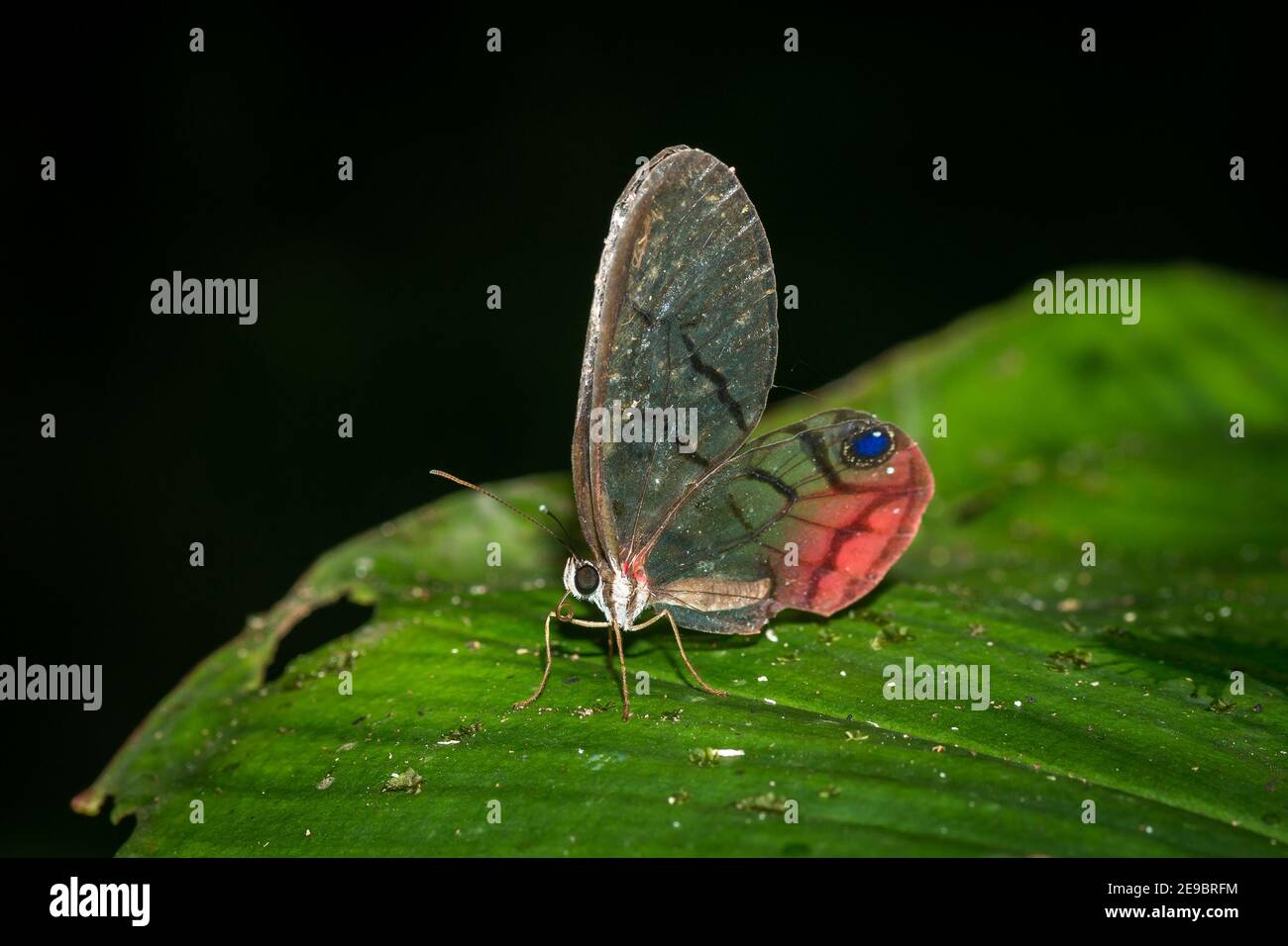Cithaerias Pireta Pireta High Resolution Stock Photography and Images ...