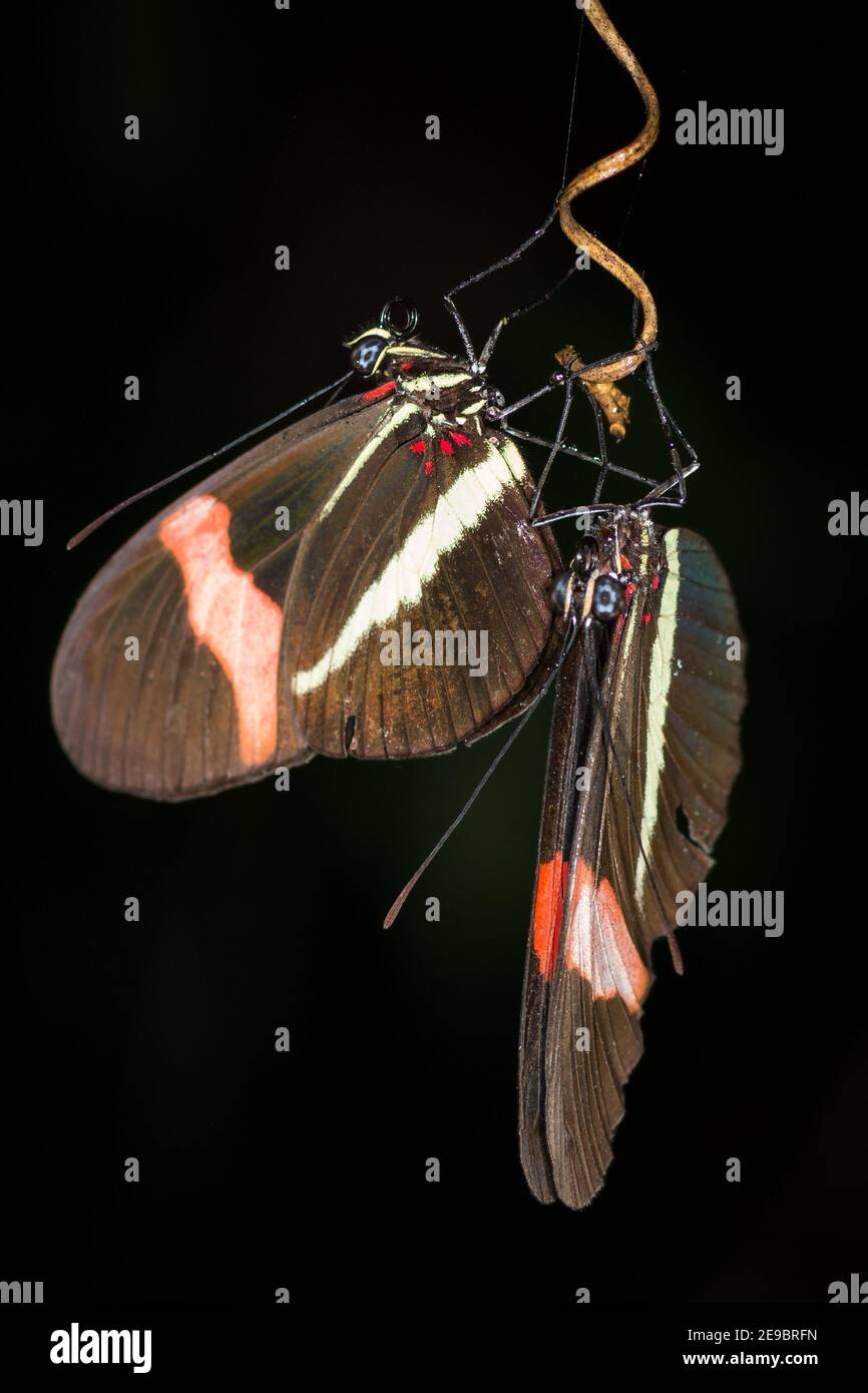 Heliconius erato petiverana hi-res stock photography and images - Alamy